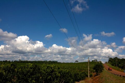 Misiones: monocultivo de árboles, yerba mate, agroecología y ...