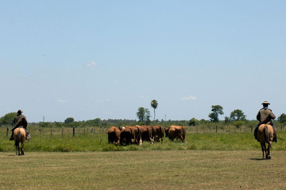 Misiones: monocultivo de árboles, yerba mate, agroecología y ...
