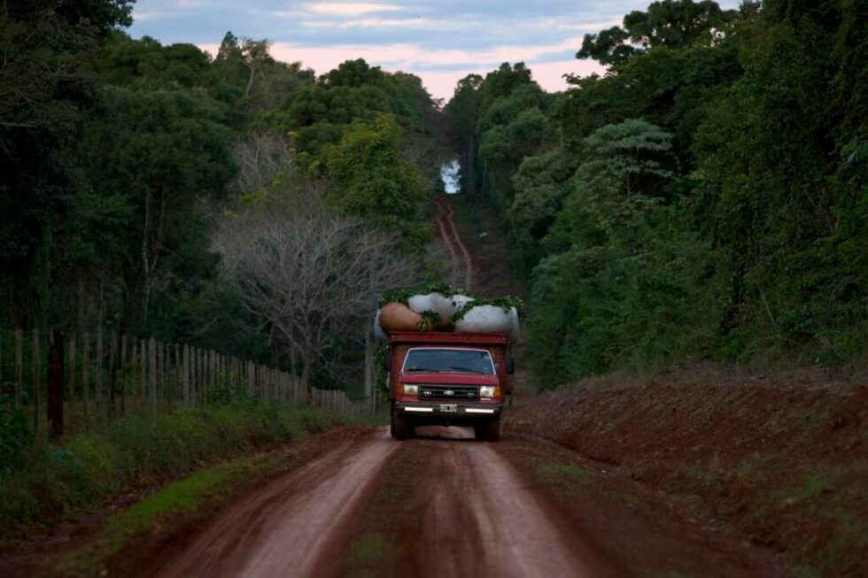 Misiones: monocultivo de árboles, yerba mate, agroecología y ...