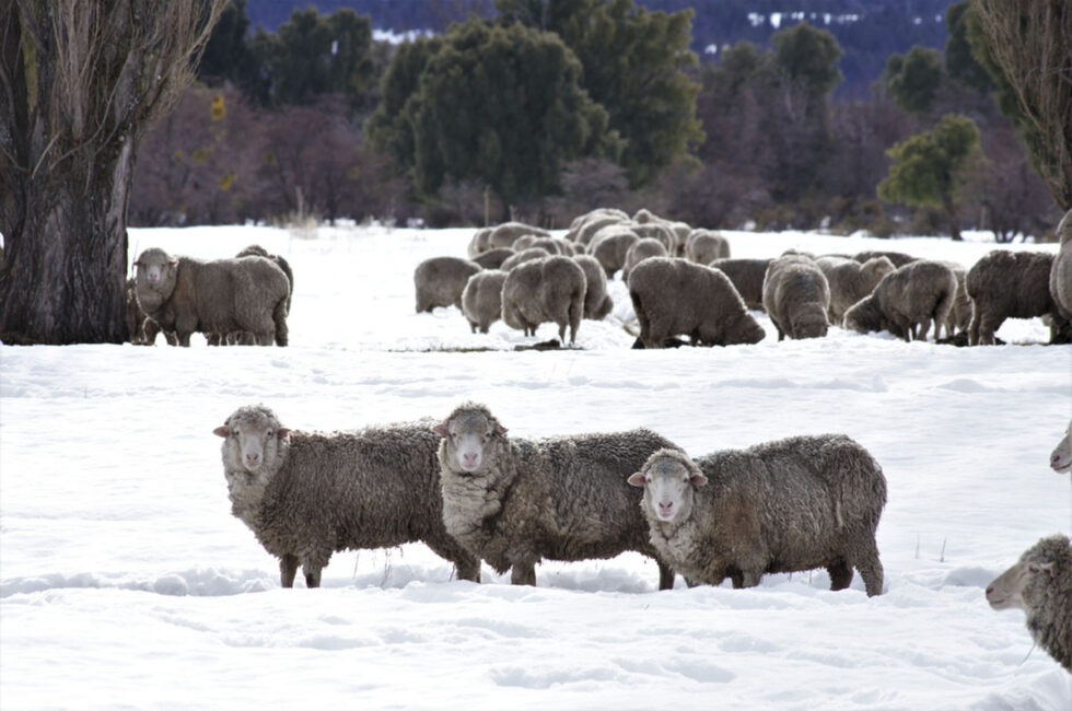 Minga: un banco de fotos que refleja lo que sucede en los territorios ...
