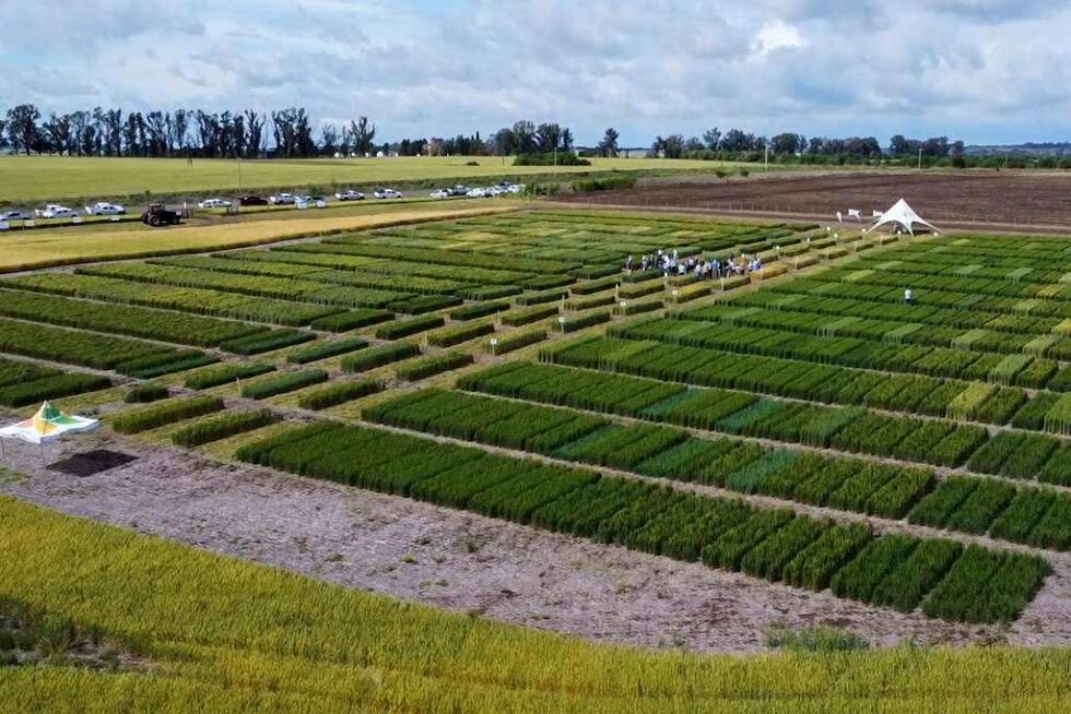 La mentira productiva del trigo transgénico HB4 - Agencia de Noticias ...