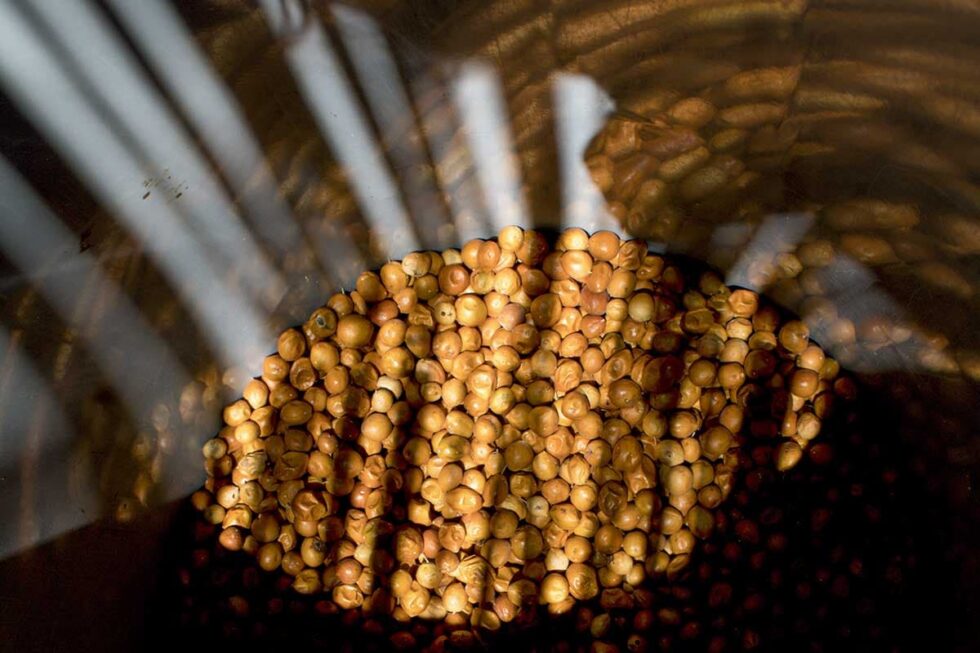Arrope de chañar: dulce medicina que nace del monte - Agencia de ...