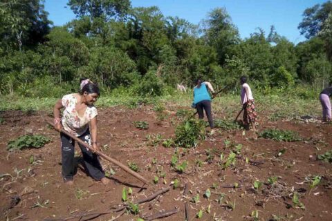 Viaje al Pueblo Mbya: donde la selva es hogar, alimento y medicina