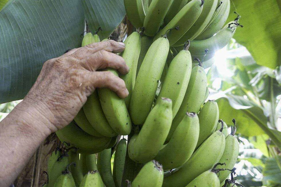 Más ricas y más sanas: bananas agroecológicas del norte argentino ...