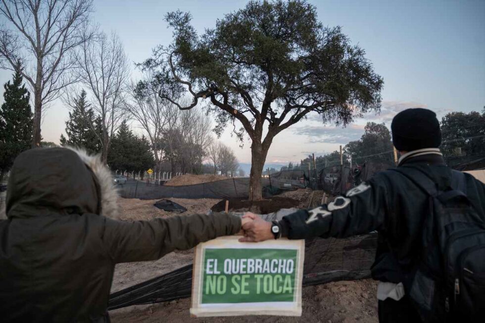 Un quebracho de 300 años como emblema de memoria ancestral y defensa ...